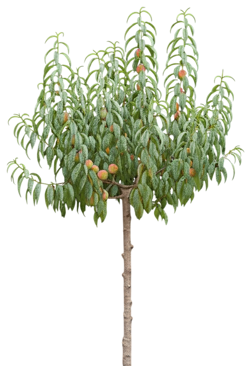 Bonfire Patio Peach Plant (Prunus Persica 'Bonfire') - Growing Guide ...