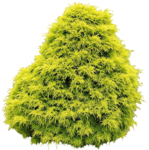 Threadleaf False Cypress (Chamaecyparis Pisifera 'Golden Mop ...