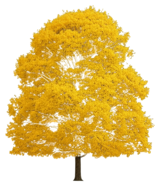 Ash, Patmore Green *Call For Availability* (Fraxinus Pennsylvanica ...