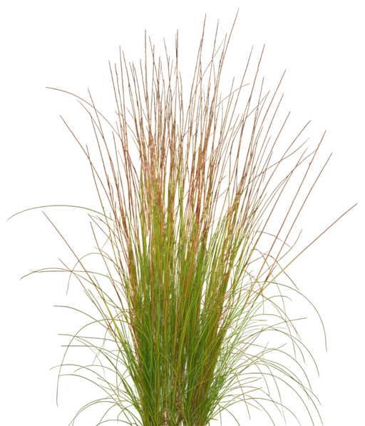 Red Switchgrass (Panicum Virgatum 'Shenandoah') - Growing Guide ...